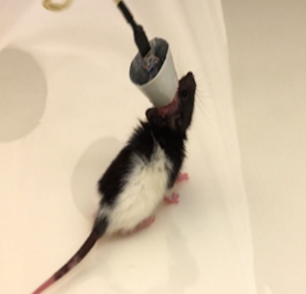 Behavioral Pharmacology in Juvenile Rats – Physiological and Behavioral ...